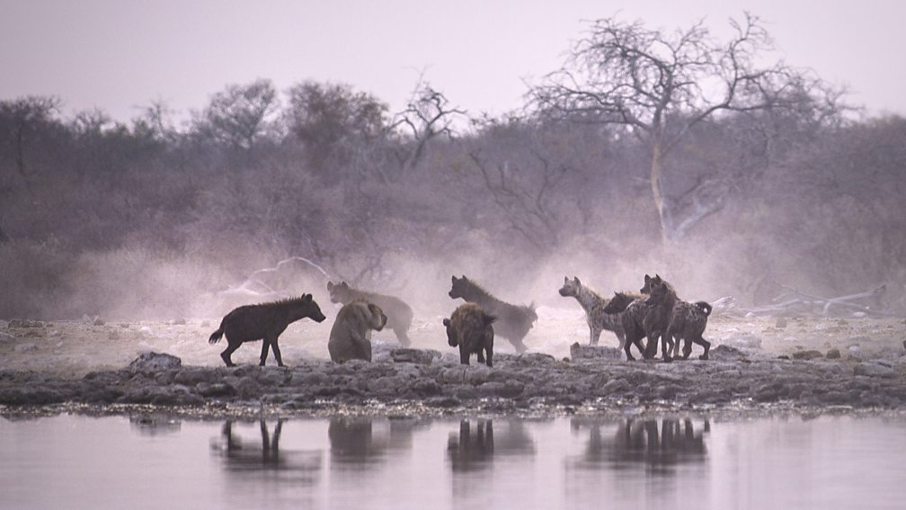 BBC Radio 4 - Radio 4 in Four - Six animals that eat people