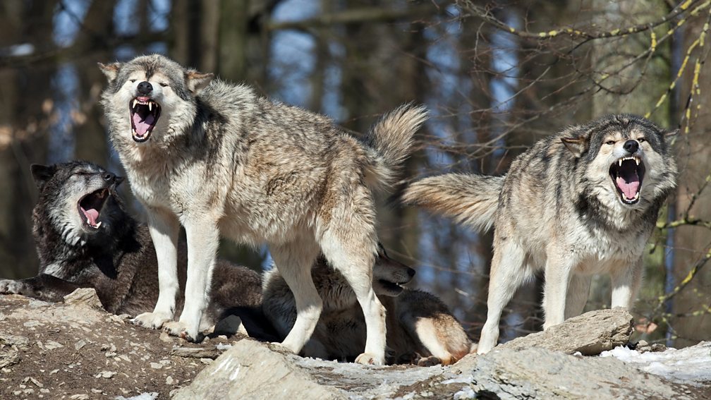 BBC Radio 4 - Radio 4 in Four - Six animals that eat people