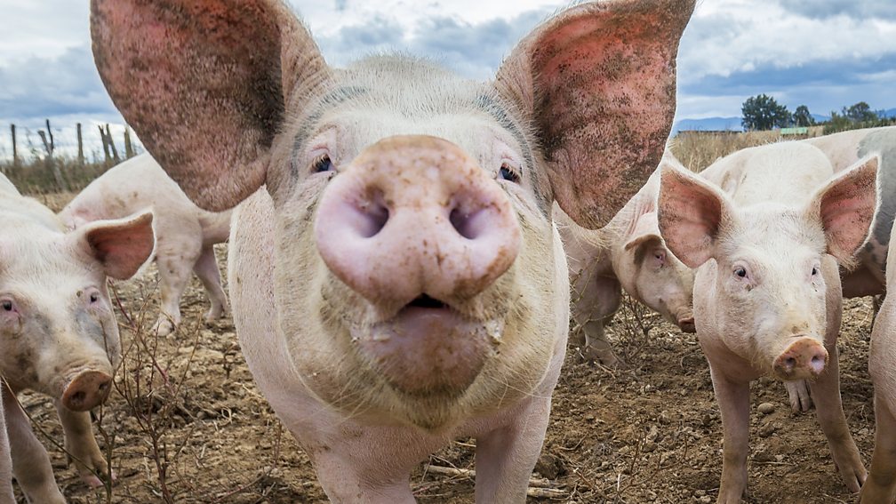 BBC Radio 4 - Radio 4 in Four - Six animals that eat people