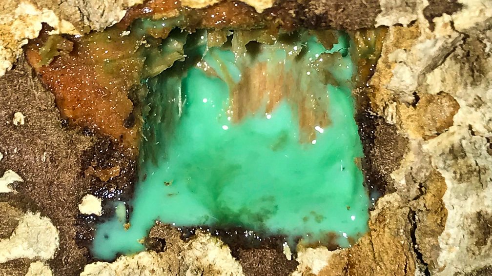 The rare plants that ‘bleed’ nickel