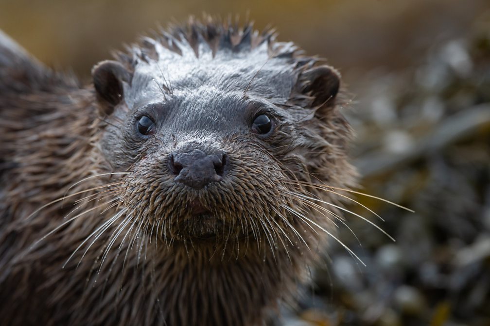 BBC Two - Springwatch