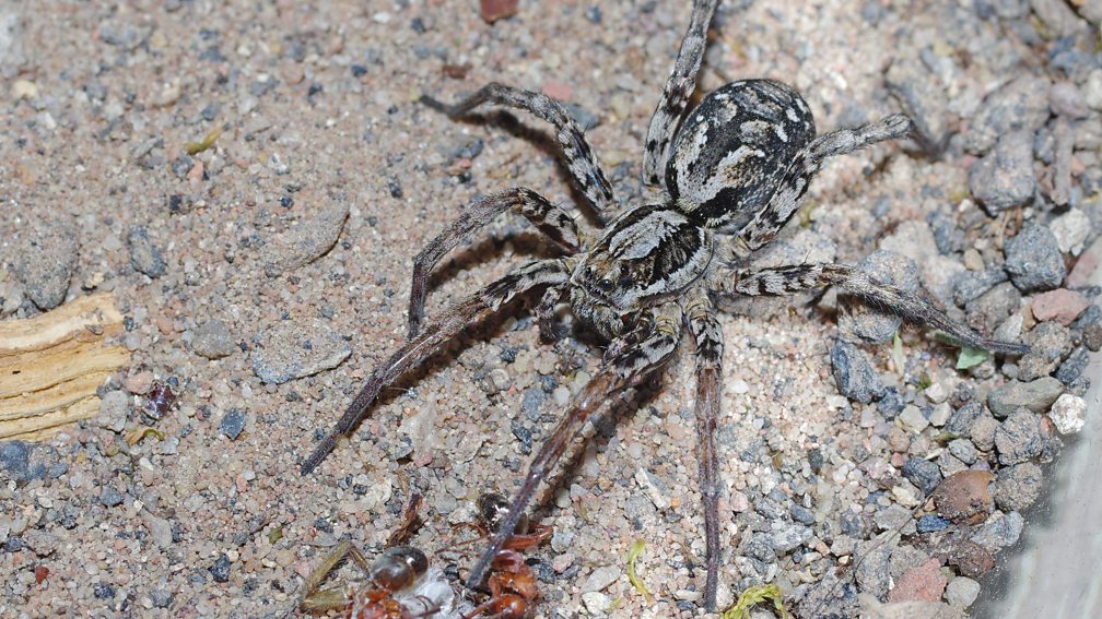 BBC Blogs - Springwatch - Re-discovering the great fox-spider