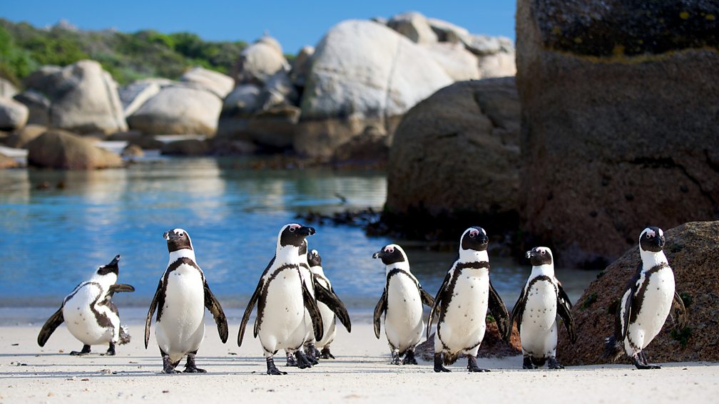 BBC One - Penguins: Meet the Family