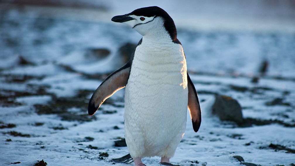 BBC One - Penguins: Meet the Family - How many penguins are there?