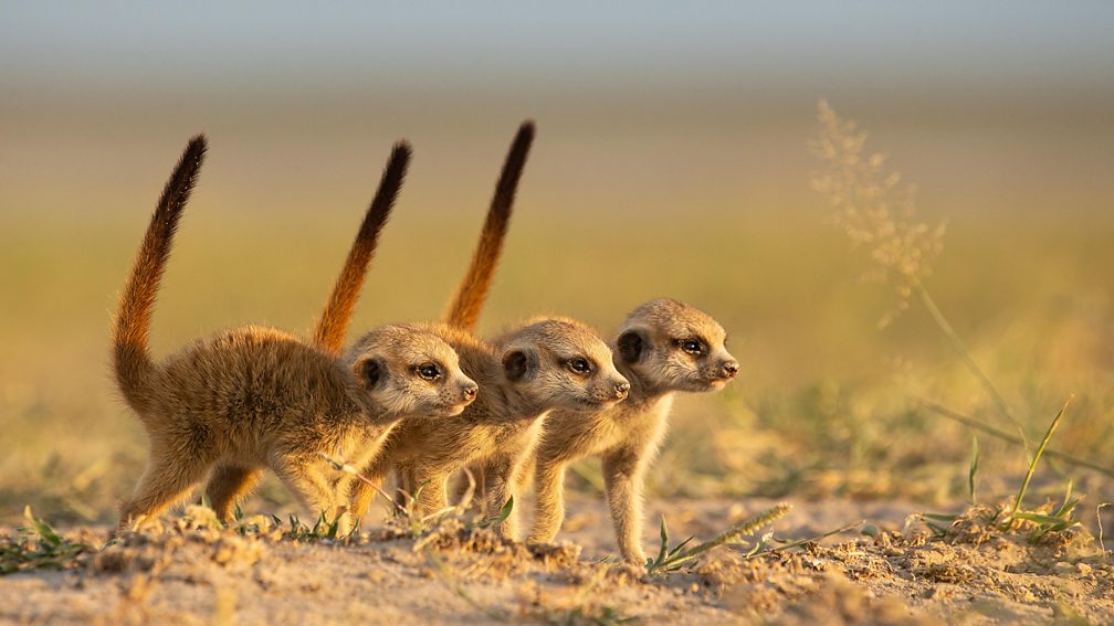 BBC One - Dynasties - Kidnapping babies and other strange meerkat behaviour