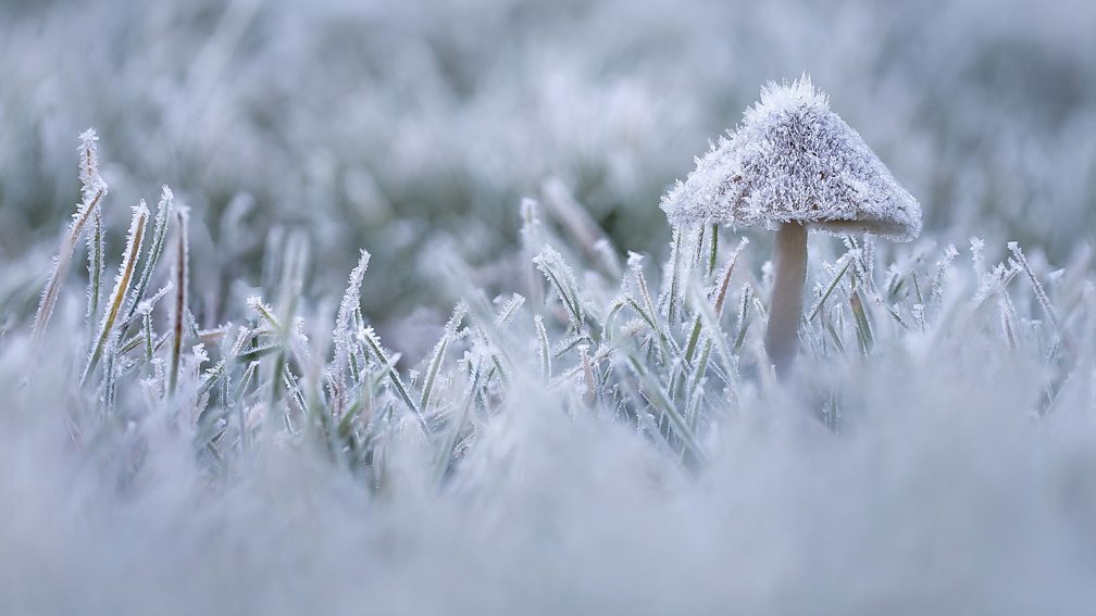 BBC Two - Winterwatch - Winter wildlife photography