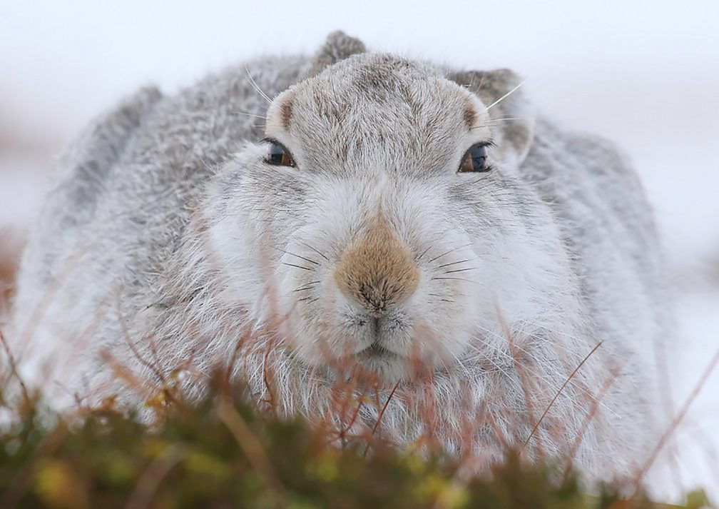 BBC Two - Winterwatch - Winter wildlife photography