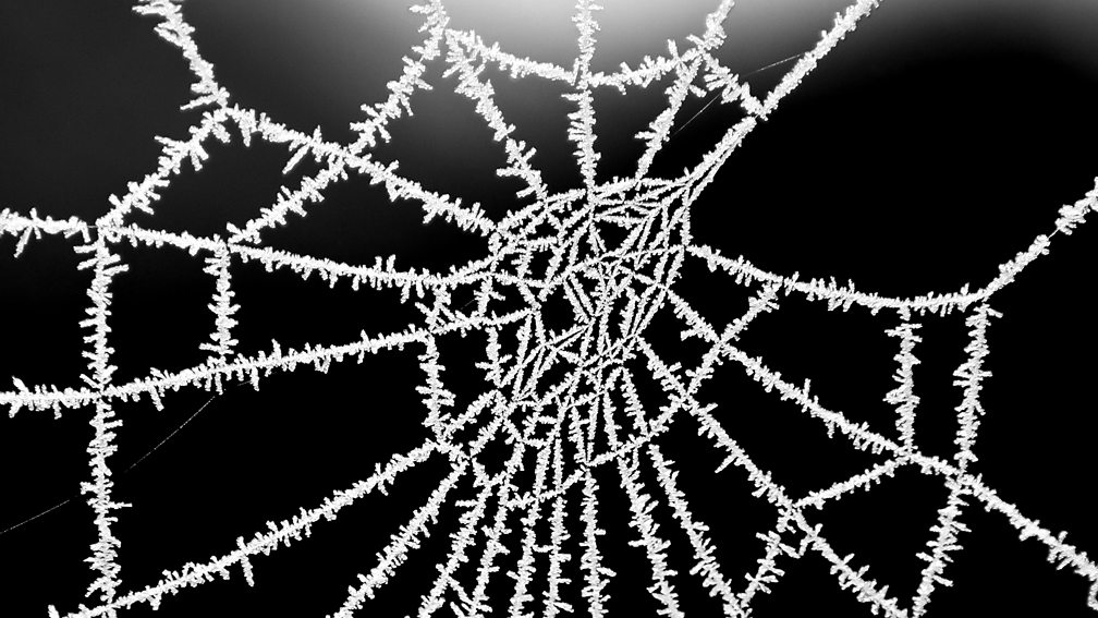 BBC Two - Winterwatch - Winter wildlife photography