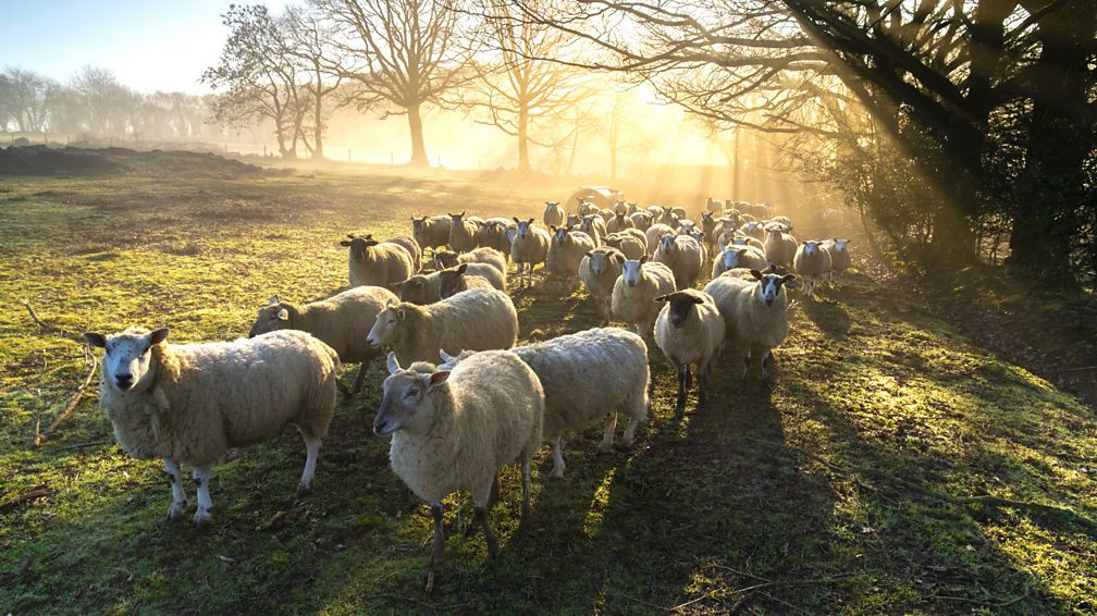 The Welsh word you can’t translate