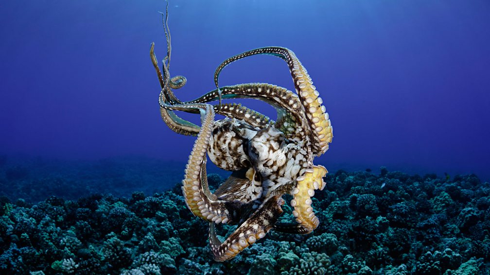 BBC Radio 4 - Other Minds: The Octopus And The Evolution Of Intelligent ...