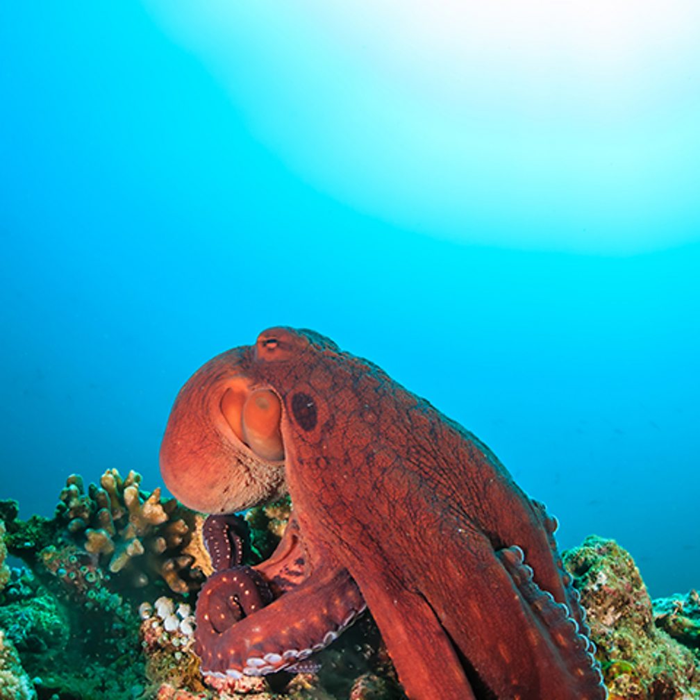 BBC Radio 4 - Other Minds: The Octopus And The Evolution Of Intelligent ...