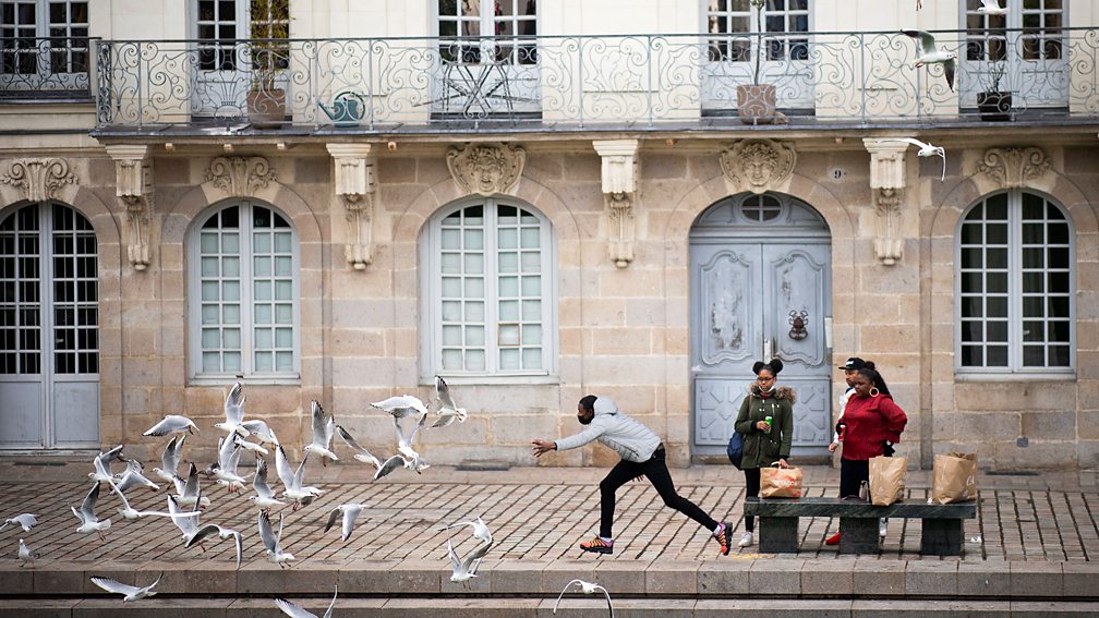 Why gulls are moving into cities