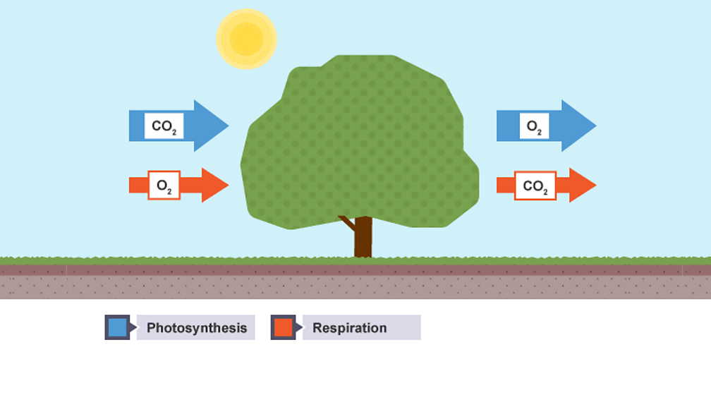 Photosynthesis and respiration in plants - Respiration and gas exchange ...