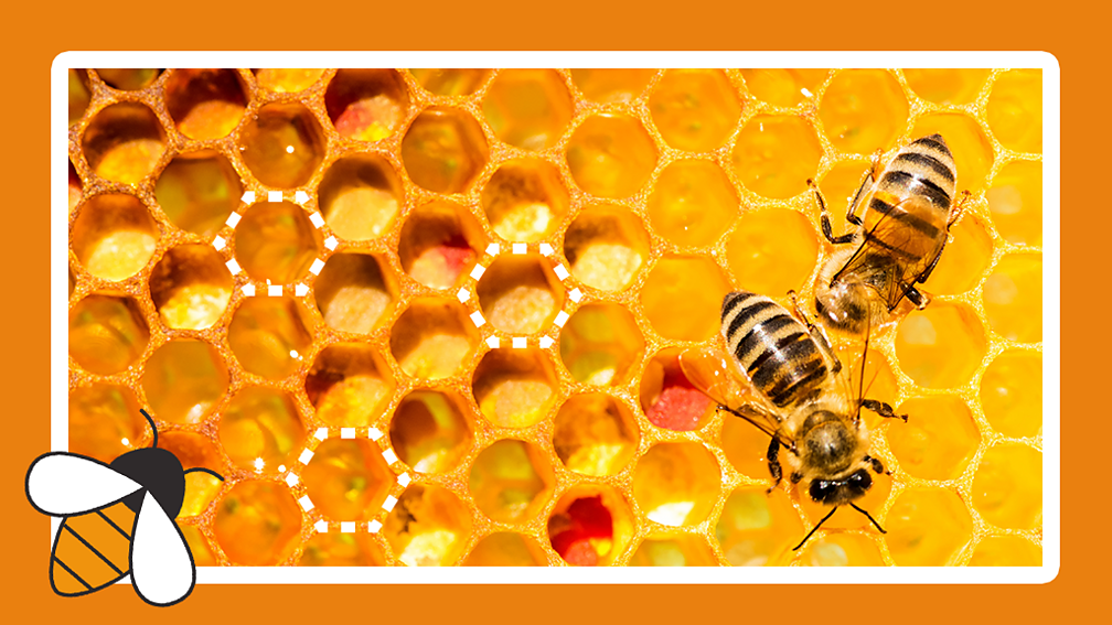 Finding shapes in nature - KS1 - The Regenerators - BBC Bitesize