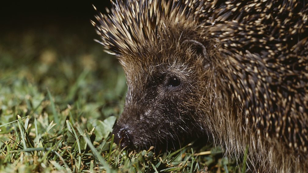 BBC Blogs - Springwatch - Hedging our bets for wildlife