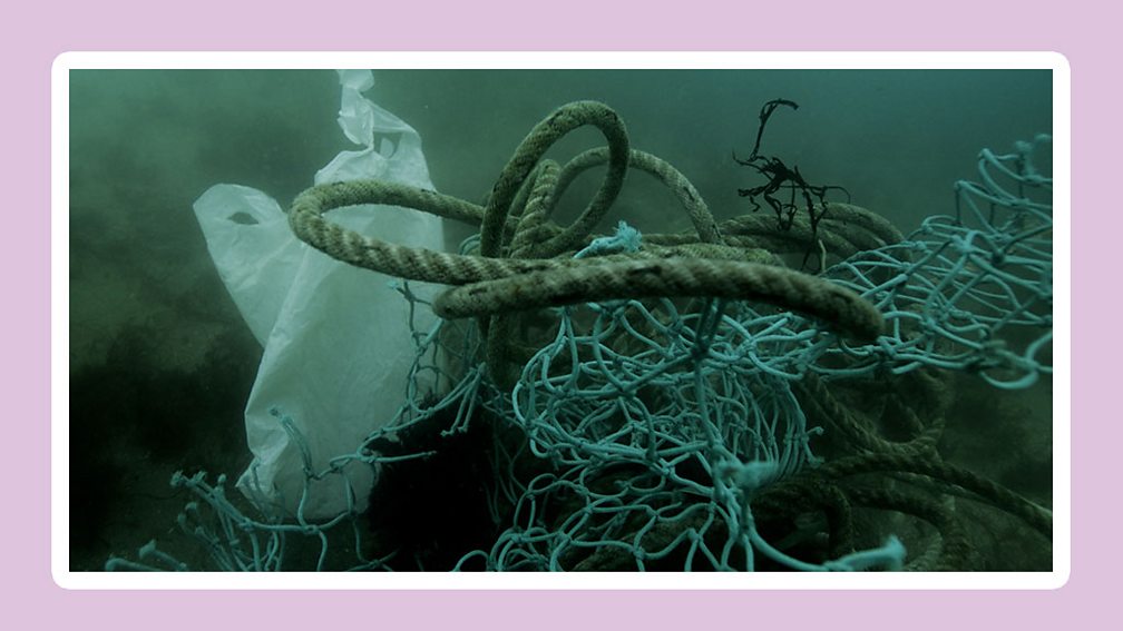 What is plankton and why is it so important? - KS2 Sustainability ...