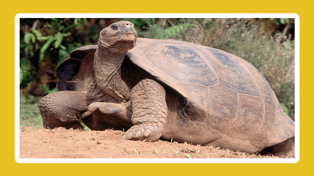 What do animals need to survive? - BBC Bitesize