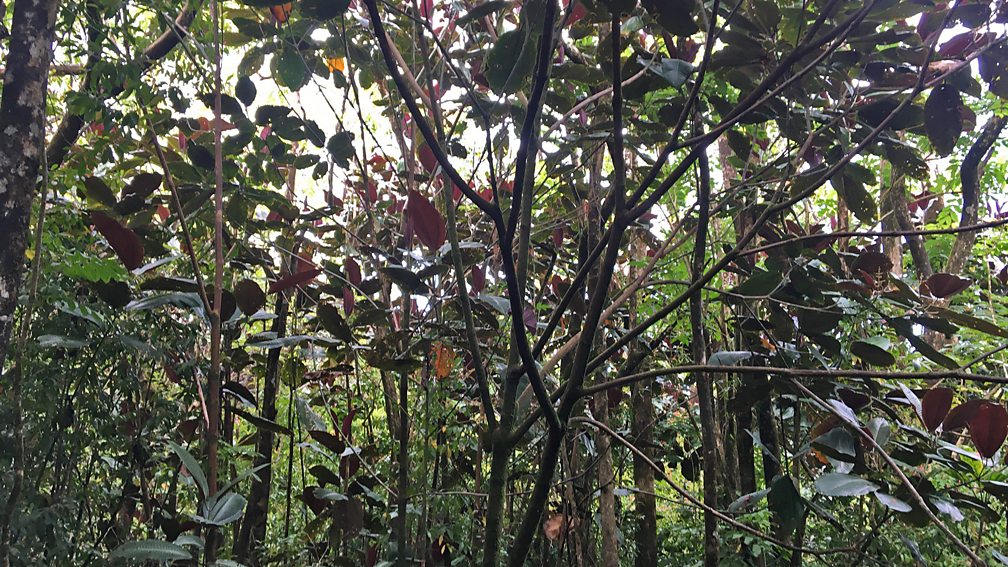 BBC One - The Green Planet - Hawaii- the capital of plant endemics… and ...