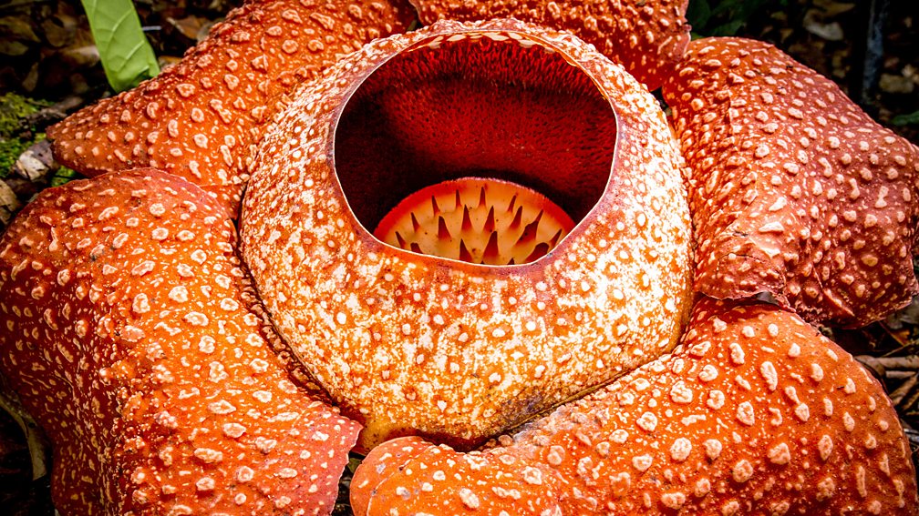 BBC One - The Green Planet - 10 weird and wonderful plants from The ...