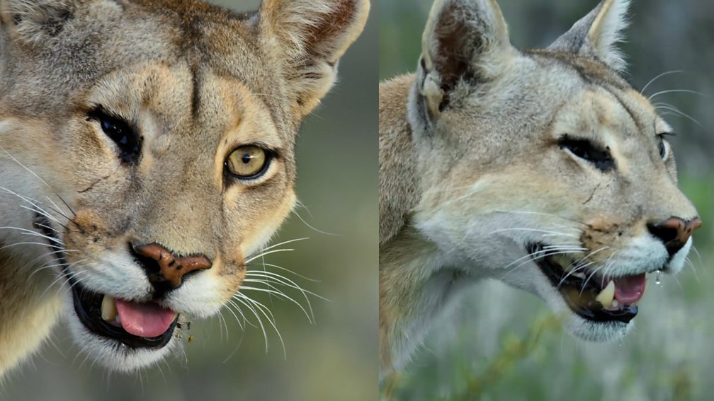 BBC One - Dynasties - Puma ID guide