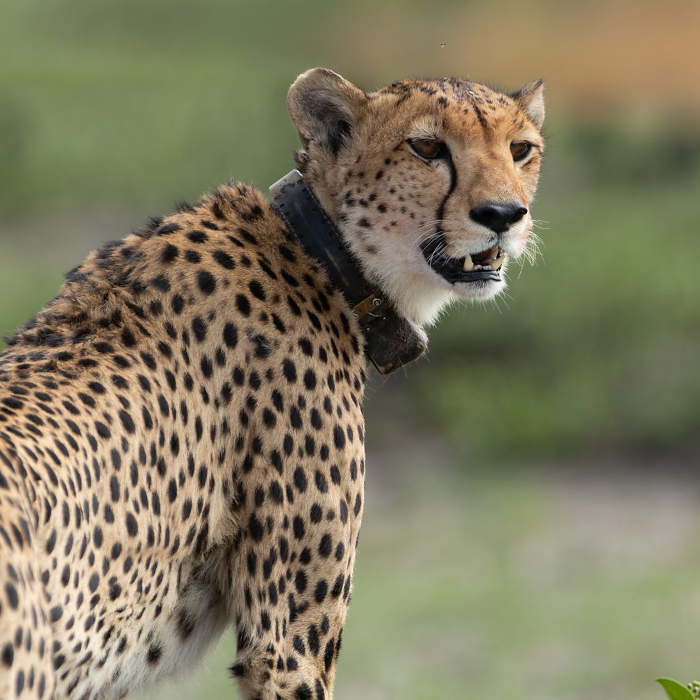 BBC One - Dynasties - Cheetah ID guide