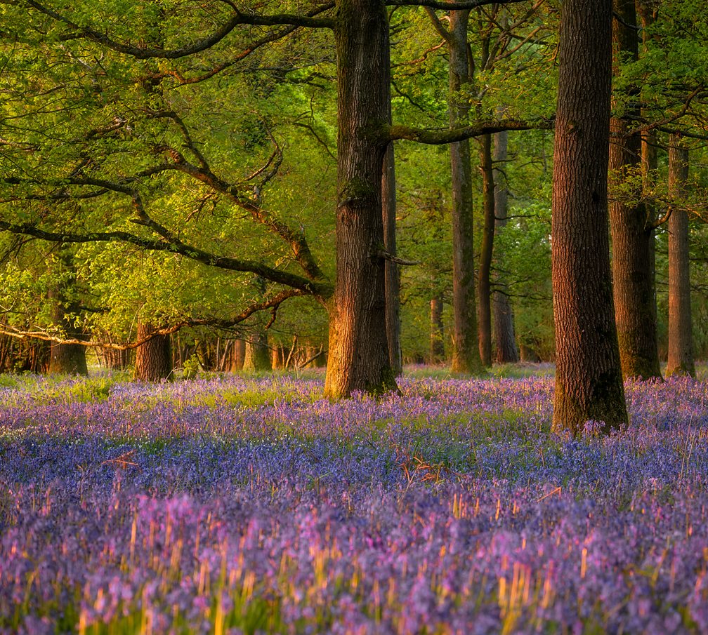 BBC Two - Springwatch - Your spring wildlife photography: Top ten countdown