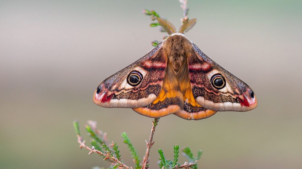 BBC Two - Springwatch - Your spring wildlife photography: Top ten countdown