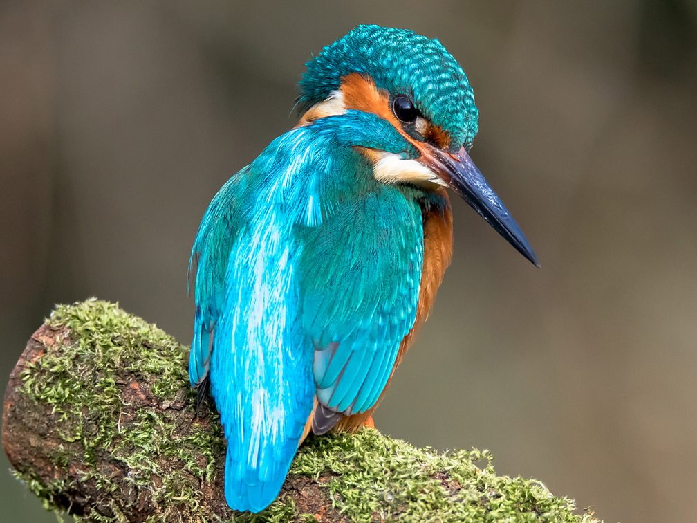BBC Two - Springwatch - Your spring wildlife photography: Top ten countdown