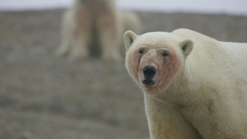 BBC One - Frozen Planet II - Polar bear island