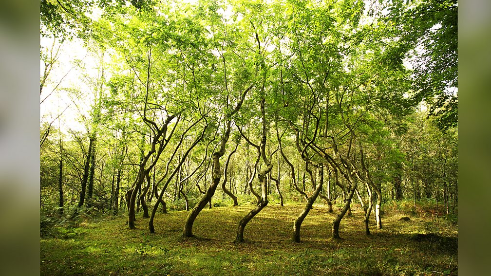 BBC Arts - BBC Arts - The artists celebrating the beauty of nature