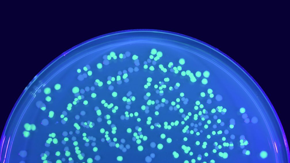 The DNA that works like a computer disk