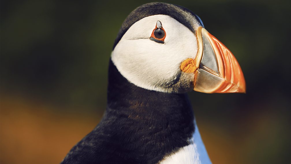BBC One - Wild Isles - Plucky puffins and David Attenborough – two ...