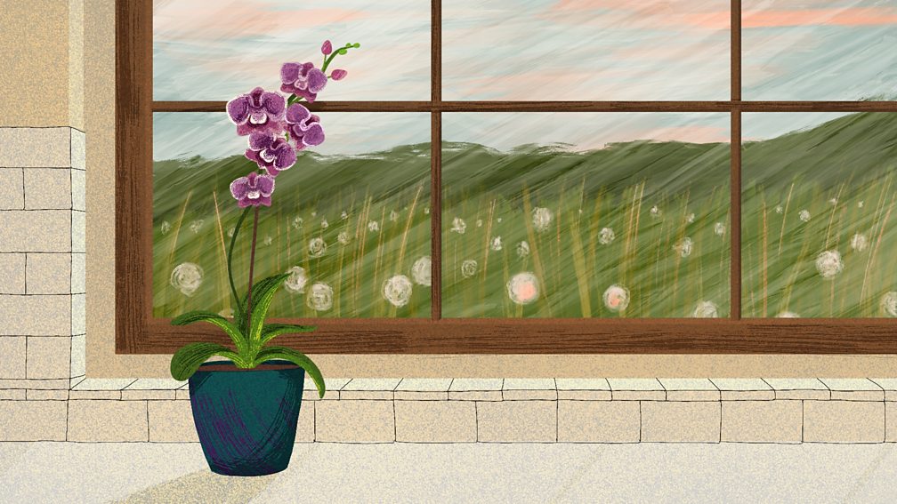 What is an 'orchid' parent?