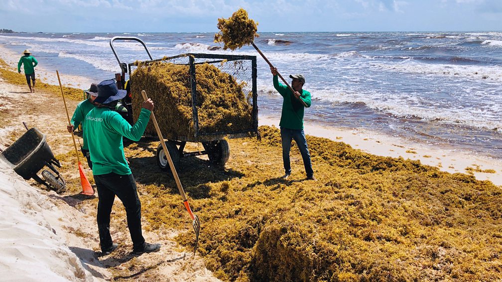 Why you should avoid washed up seaweed