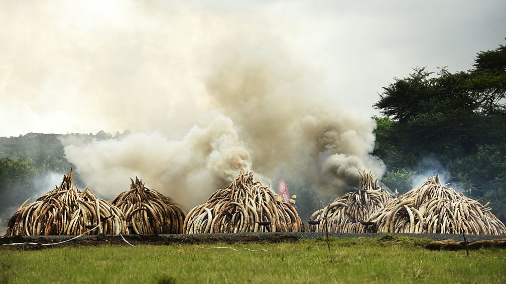 How fake ivory could save elephants