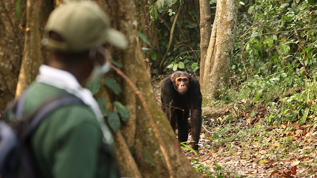 BBC One - Planet Earth III - Q & A on filming chimpanzees living near ...