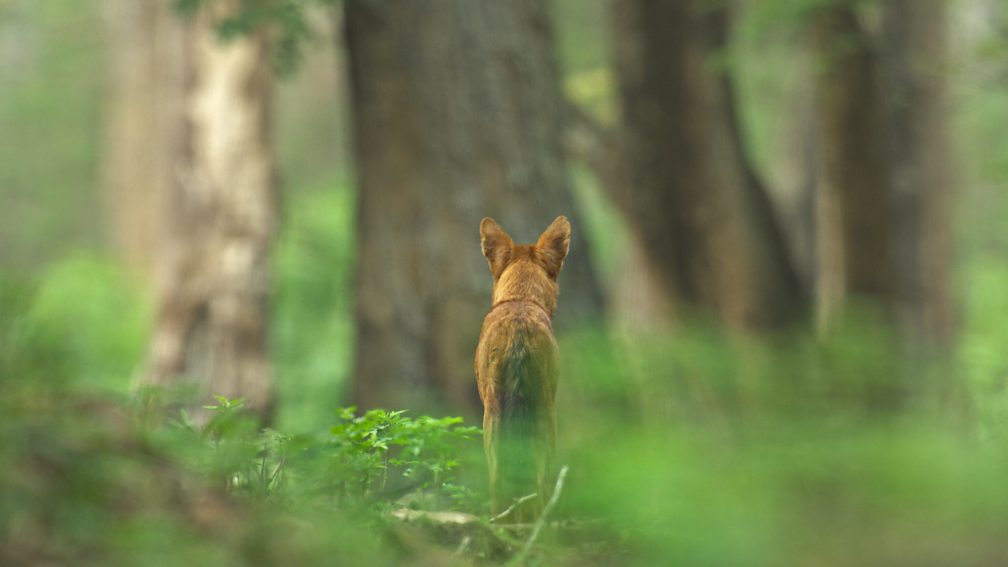 BBC One - Planet Earth III, Series 1, Forests