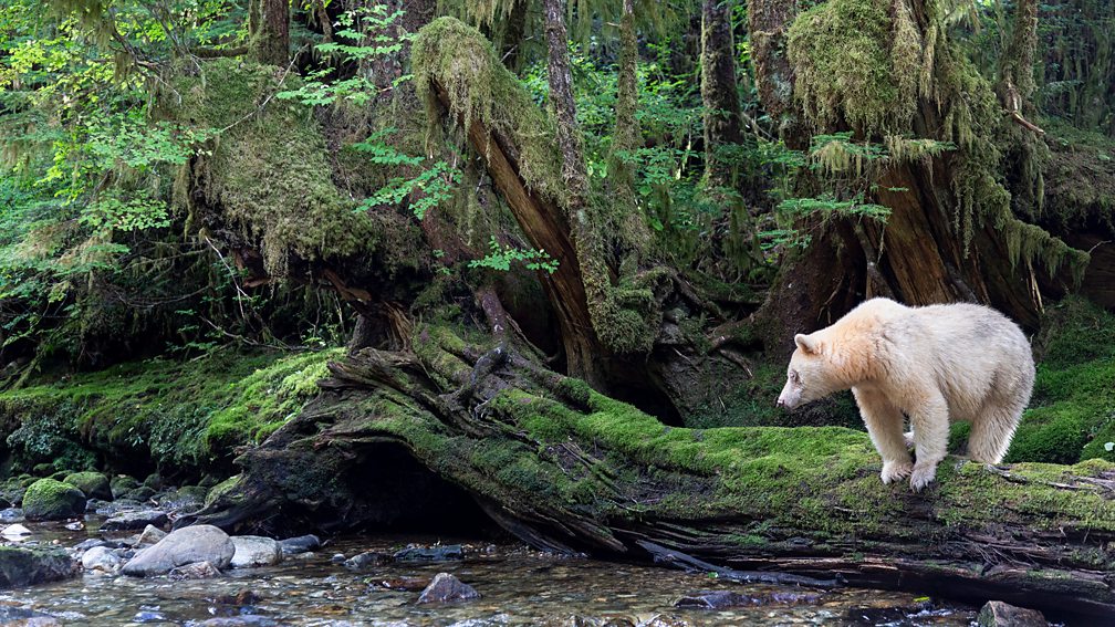 BBC One - Planet Earth III, Series 1, Forests