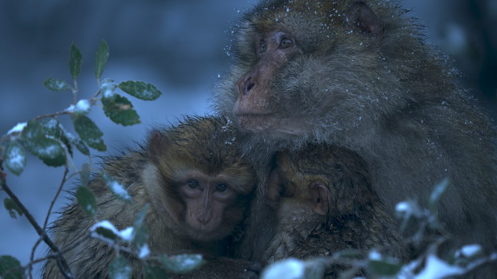 BBC One - Planet Earth III, Series 1, Extremes