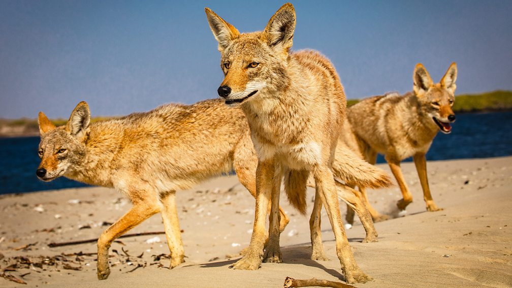 BBC One - Mammals - Revealing the secrets of coastal coyotes in Mexico