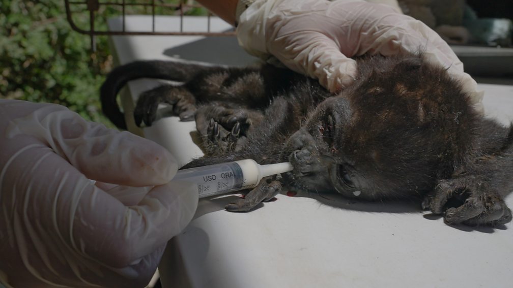 BBC One - Mammals - Giving a voice to the plight of howler monkeys