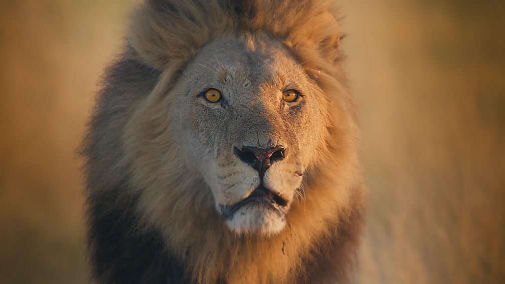 BBC Two - Big Cats 24/7 - Making Big Cats 24/7: A new format
