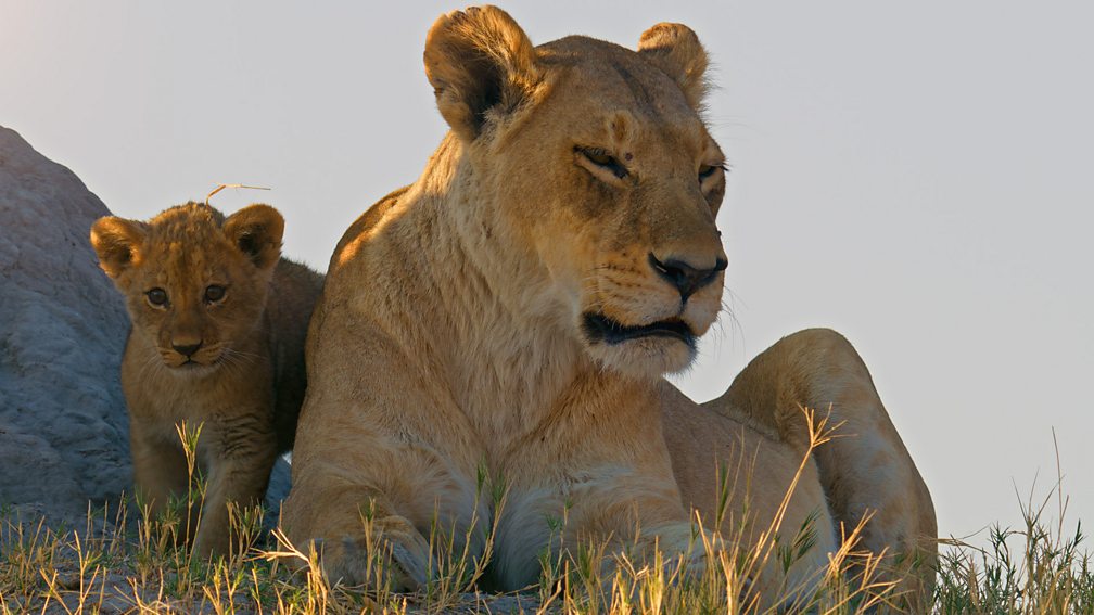BBC Two - Big Cats 24/7 - Meet the cats