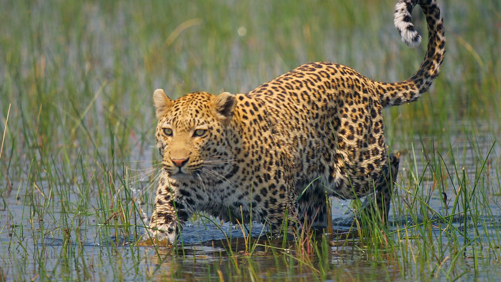 BBC Two - Big Cats 24/7 - The Okavango Delta: An introduction