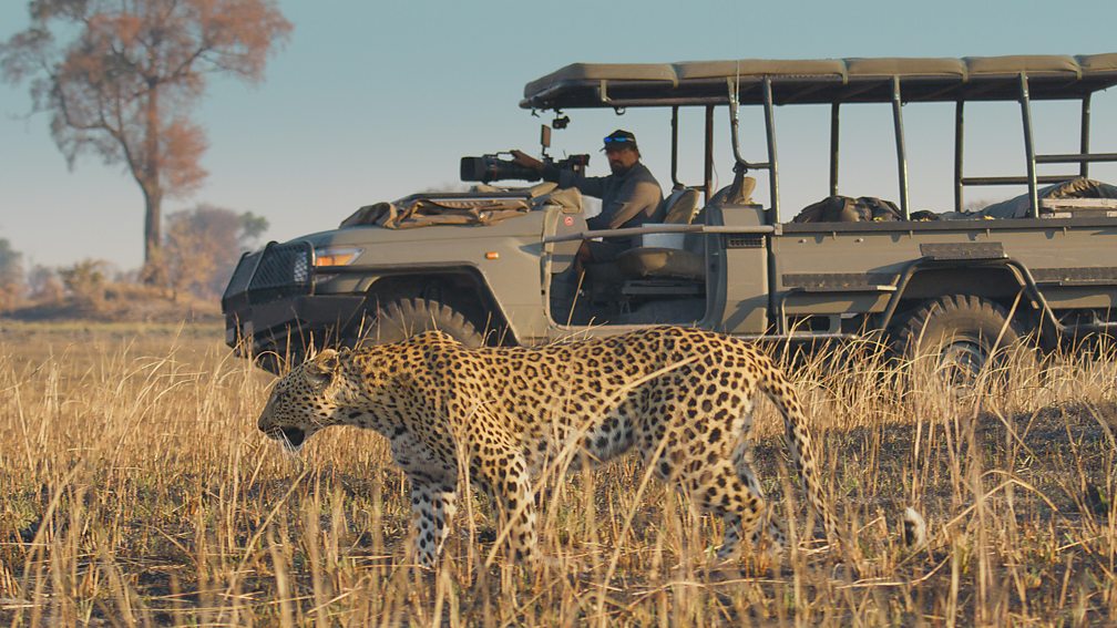 BBC Two - Big Cats 24/7 - Cat spotlight: Xudum the leopard