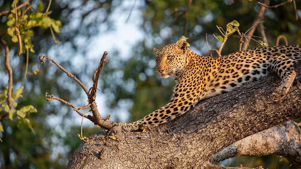 BBC Two - Big Cats 24/7 - Cat spotlight: Xudum the leopard