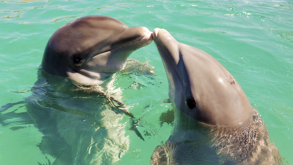 BBC Radio 4 - Word of Mouth, How Animals Talk - How do animals talk?