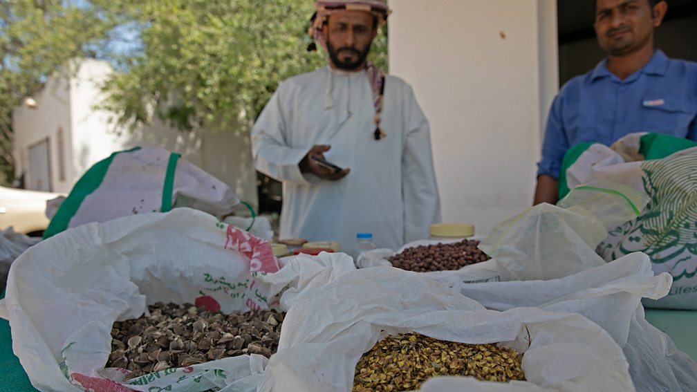 BBC One - Asia - Saving Oman’s unique desert cloud forest
