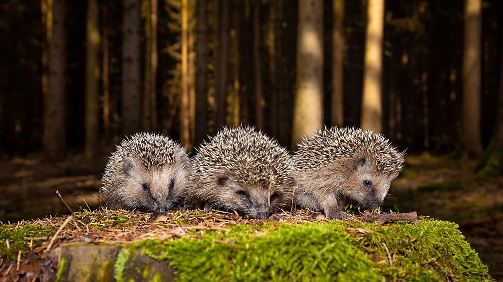 BBC Radio 4 - The Infinite Monkey Cage - Hedgehogs: 12 things that may ...