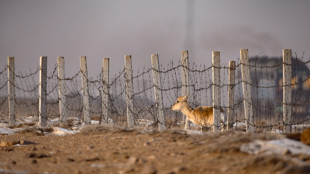 BBC One - Asia - Gazelle migration: stopped by the tracks